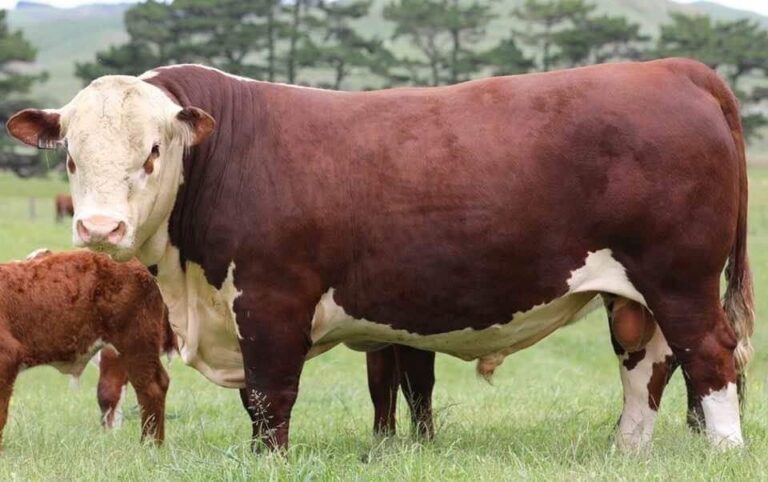 Poll Hereford Sires